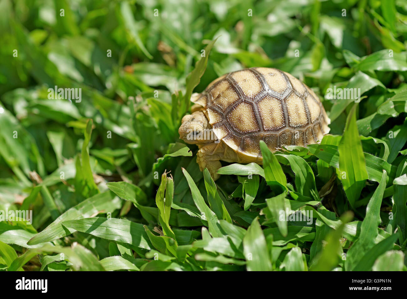 closeup of african spurred tortoise or geochelone sulcata Stock Photo ...