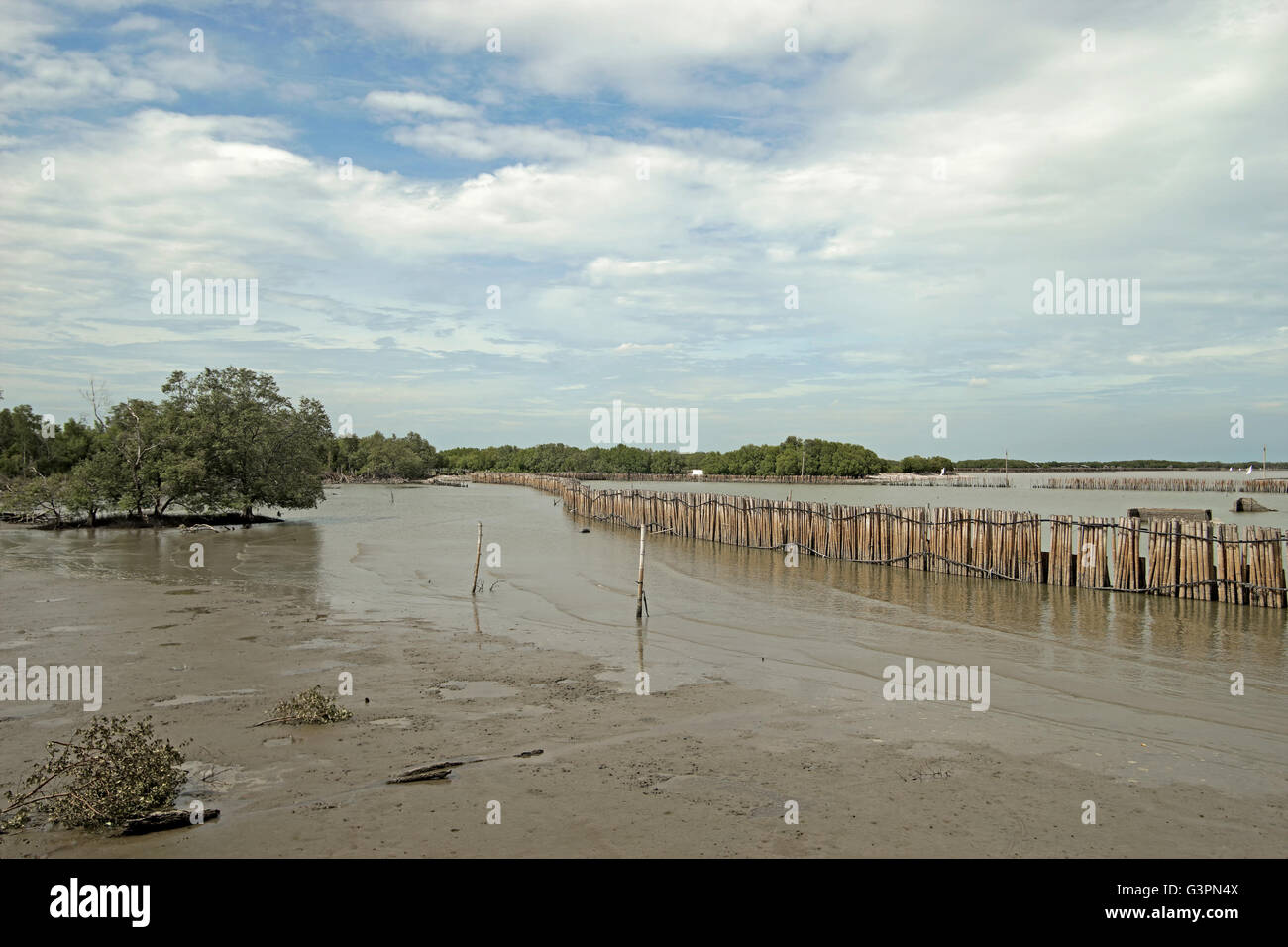 mangrove forest, bamboo barrier for protection coastline wave Stock ...