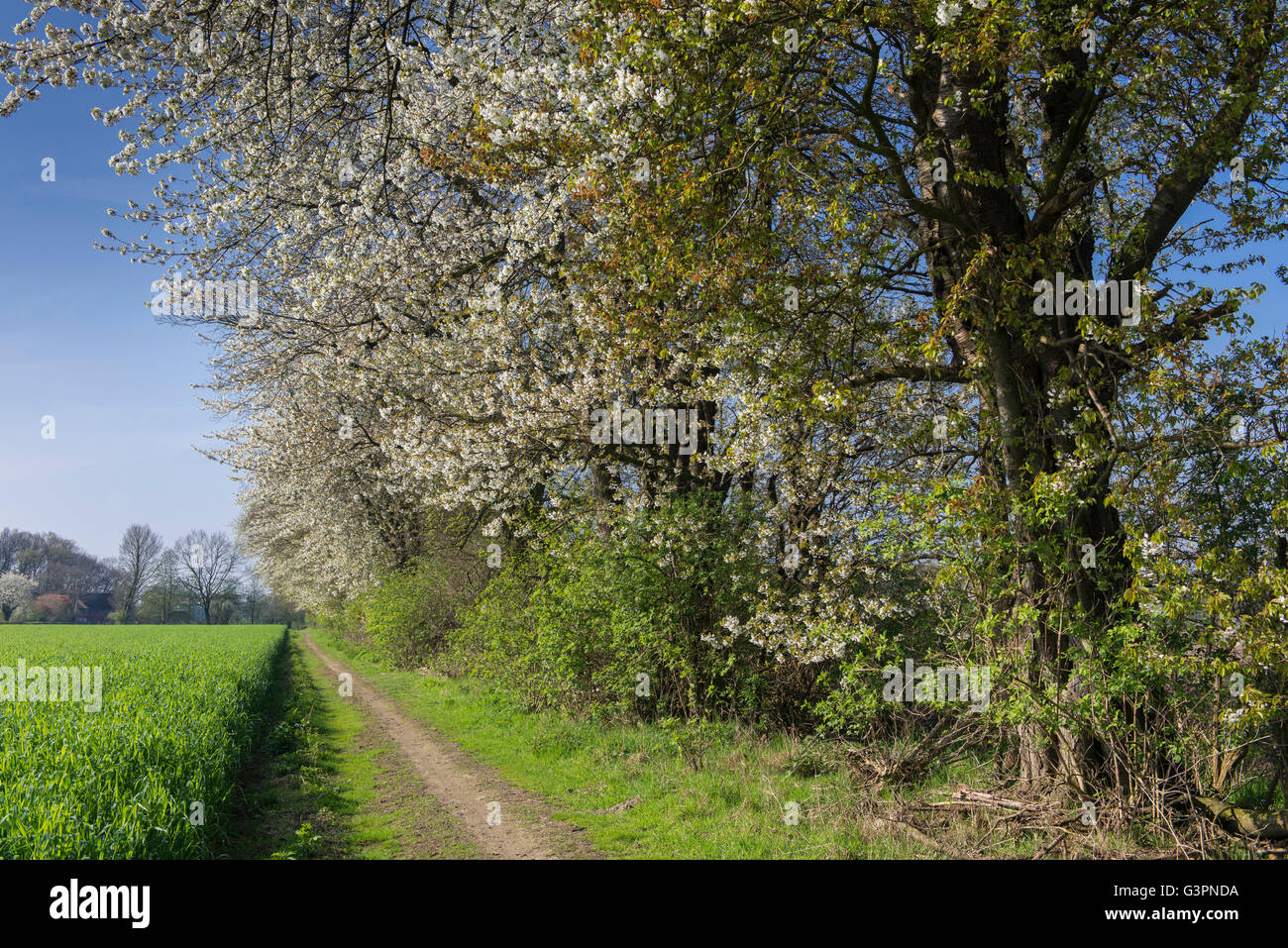 Blooming Cherry Tree At A Hedge High Resolution Stock Photography and ...