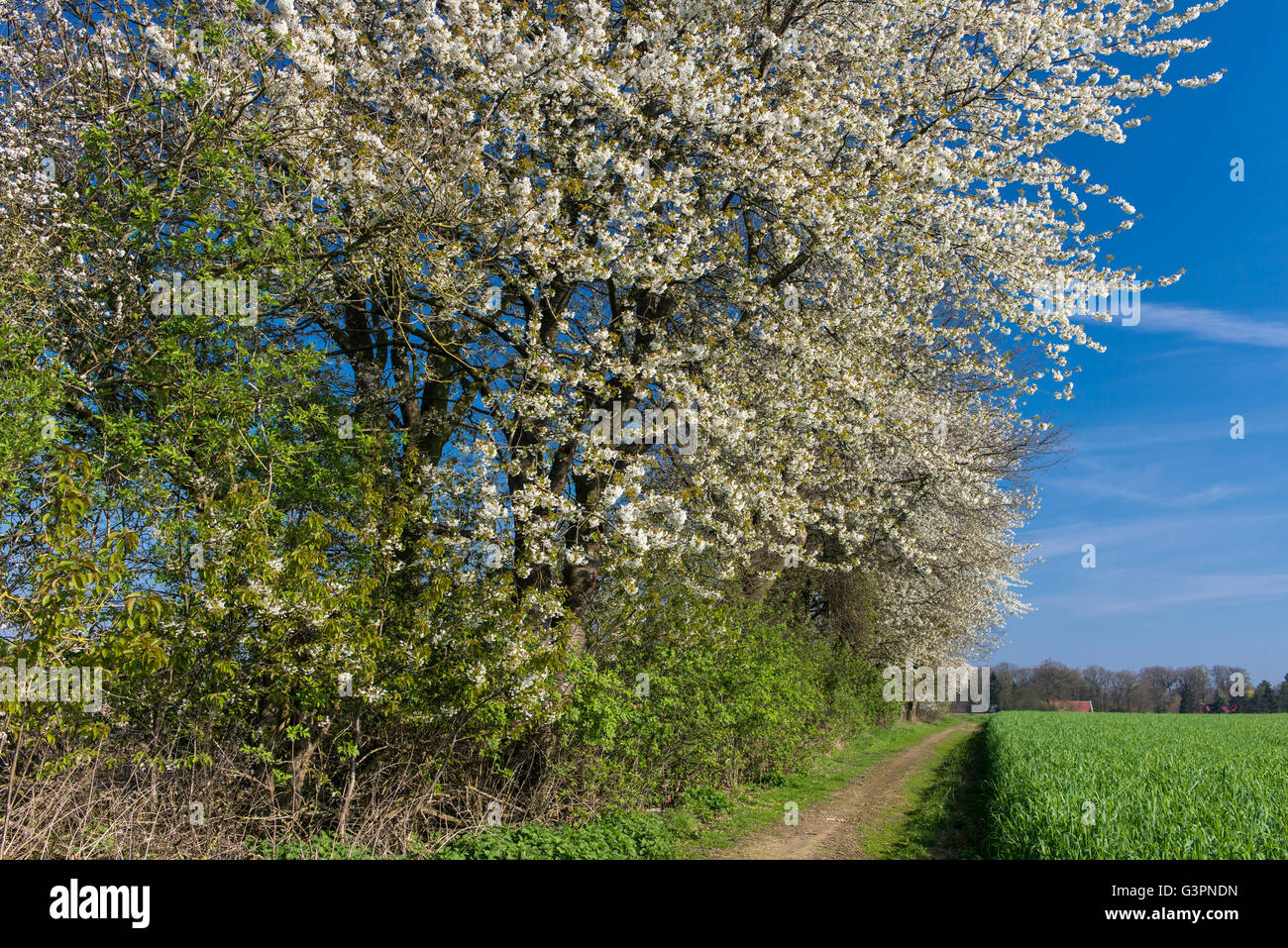 Blooming cherry tree at a hedge hi-res stock photography and images - Alamy