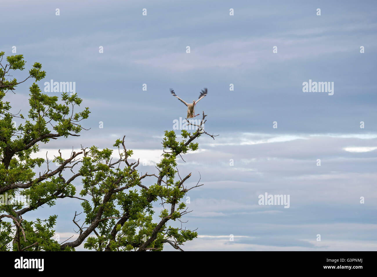 Bird landing on tree hi-res stock photography and images - Alamy