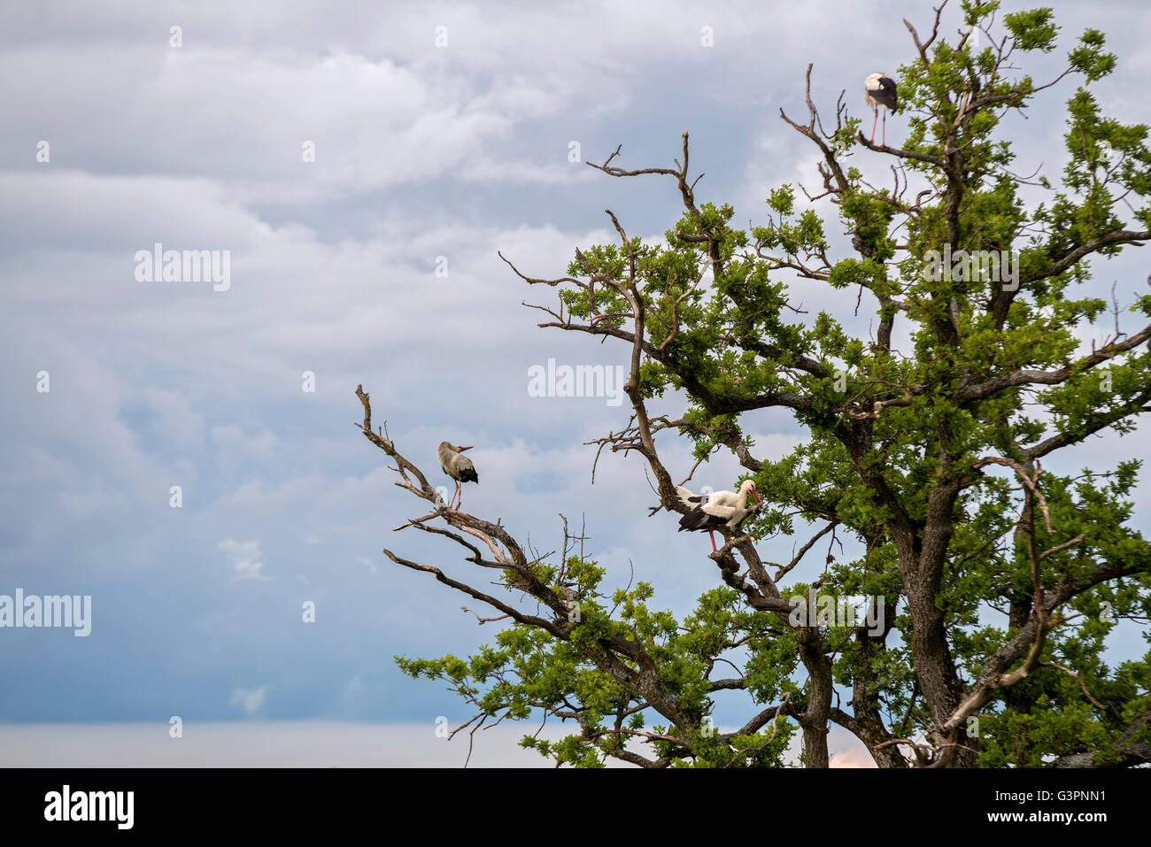 Five storks hi-res stock photography and images - Alamy