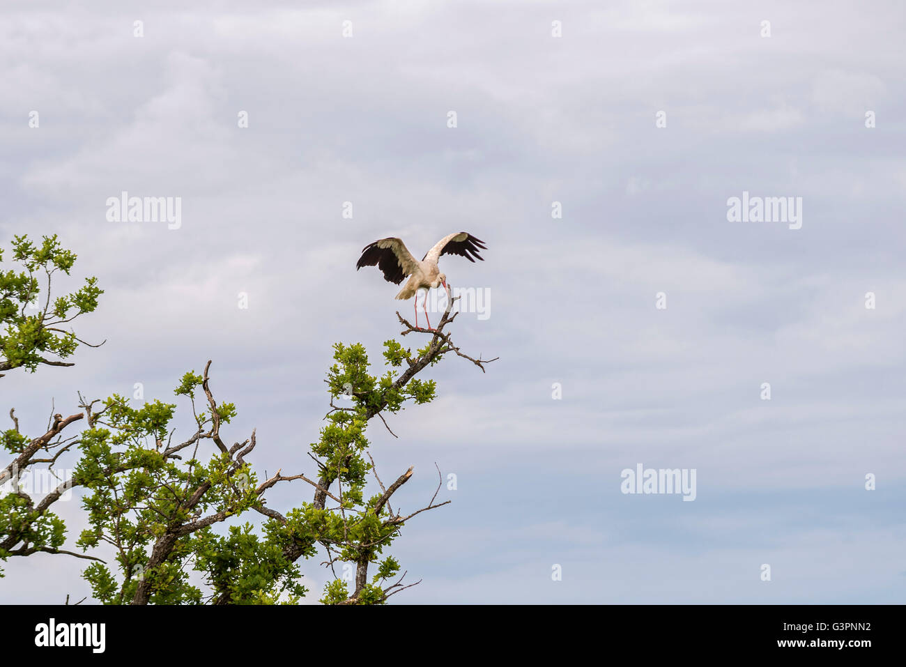 One bird tree evening sky hi-res stock photography and images - Alamy