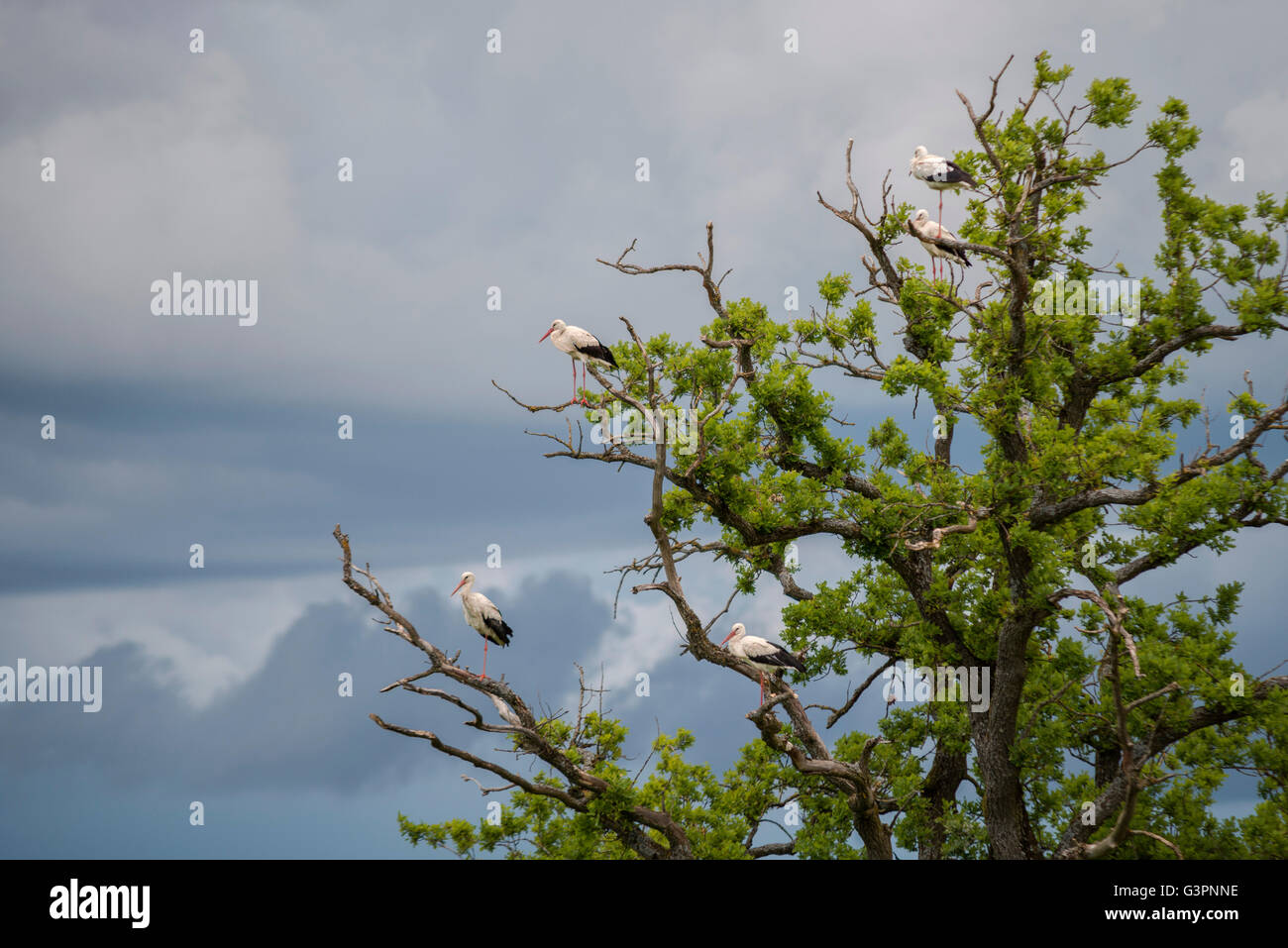 Storks On Tree Stock Photo - Alamy