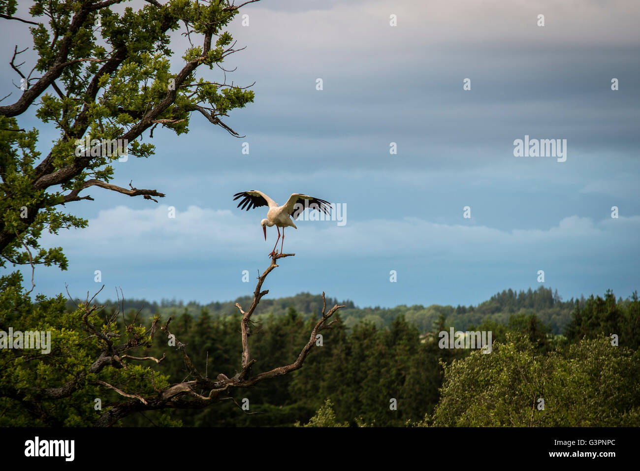 One bird tree evening sky hi-res stock photography and images - Alamy
