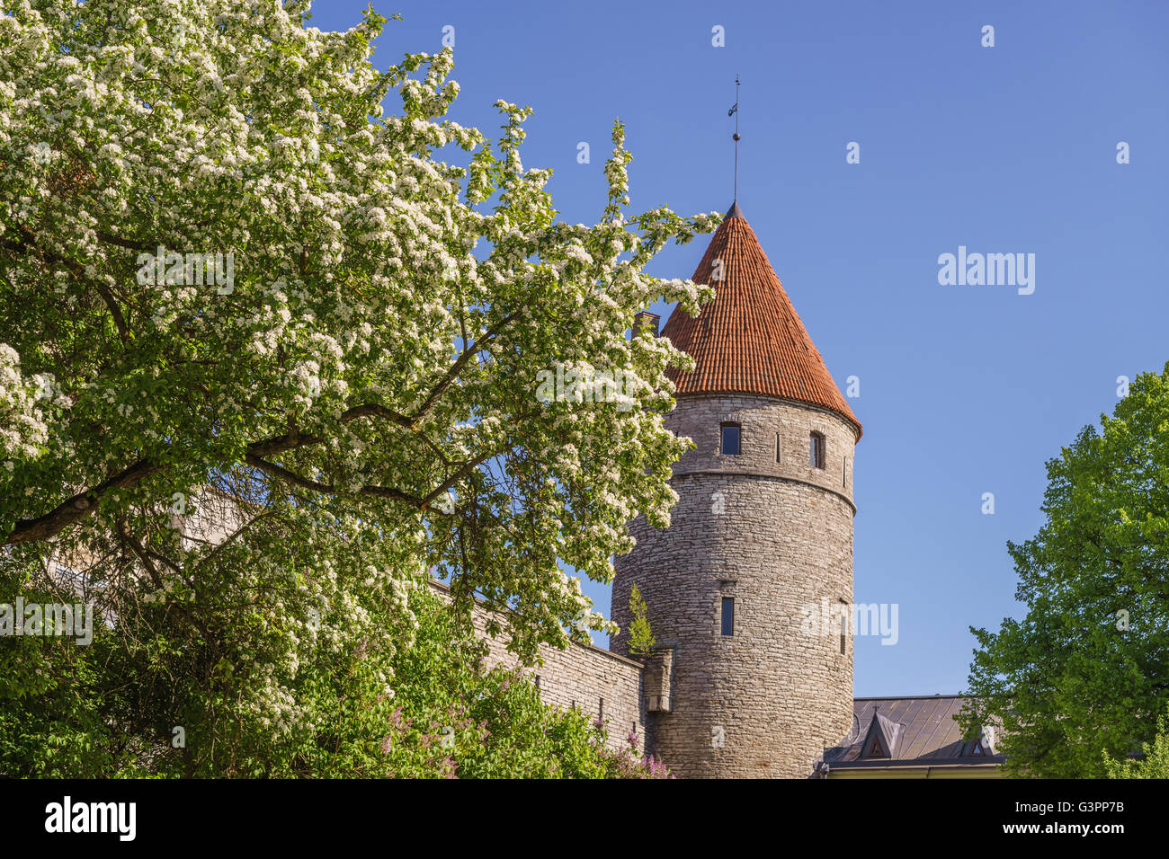 Blossom apple tree against Nun's tower in Old town of Tallinn city ...