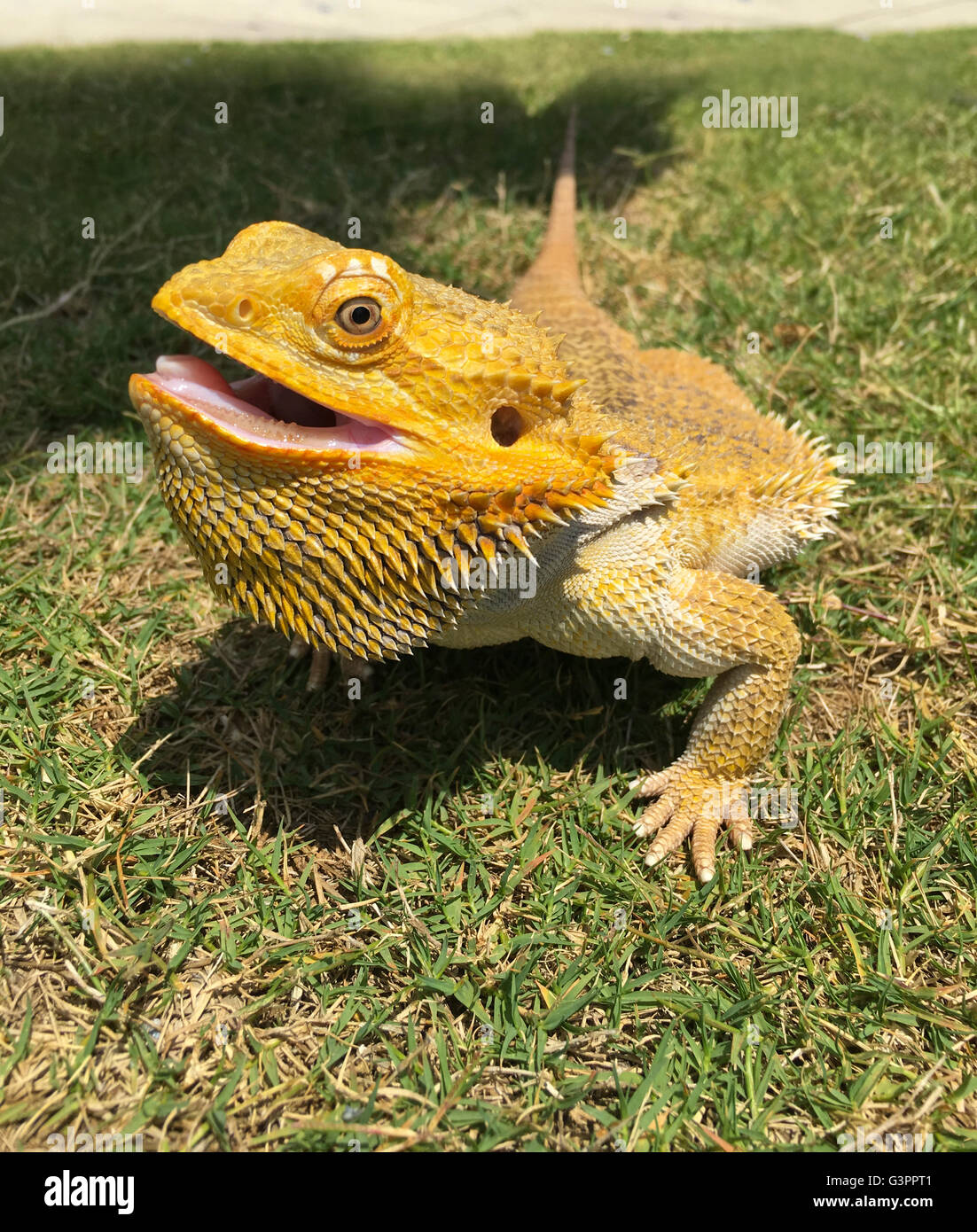 Bearded dragon hi-res stock photography and images - Alamy