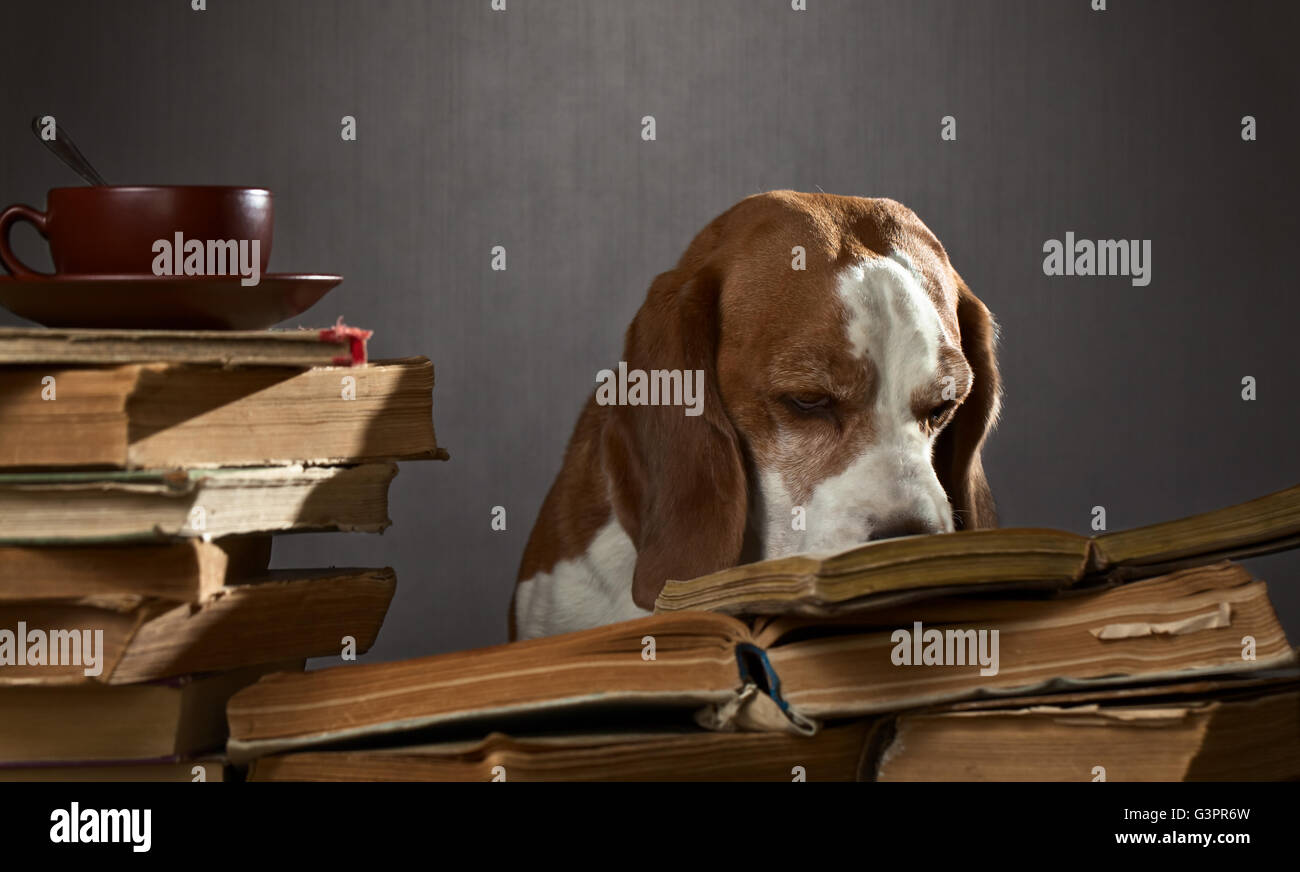 The very smart dog studying old books Stock Photo - Alamy