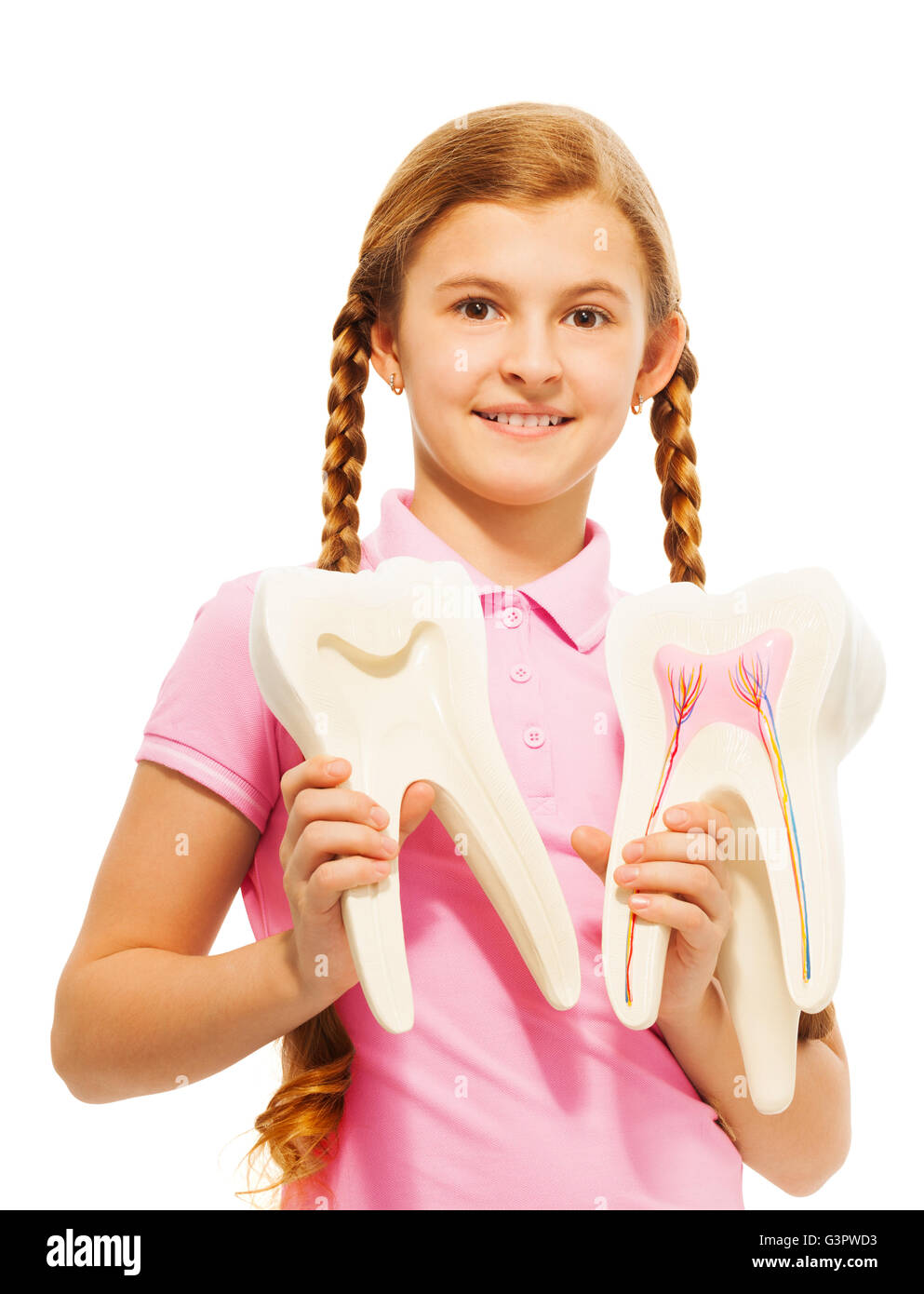 Young girl studying structure of the tooth Stock Photo - Alamy