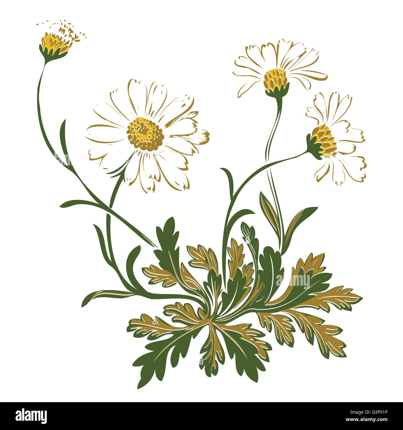Hand drawn colorful bouquet of chamomile flowers isolated on white ...