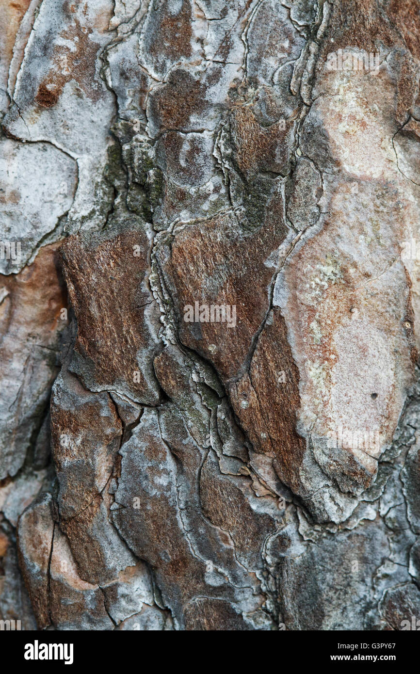 Gray, weathered, cracked natural old tree bark pattern Stock Photo - Alamy