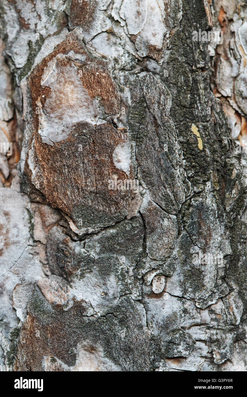 Gray, weathered, cracked natural old tree bark pattern Stock Photo - Alamy