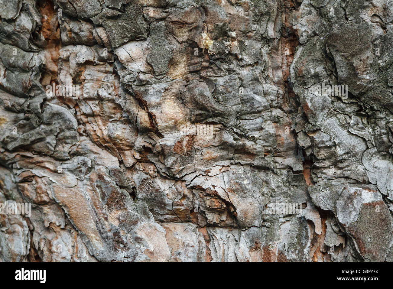 Gray, weathered, cracked natural old tree bark pattern Stock Photo - Alamy