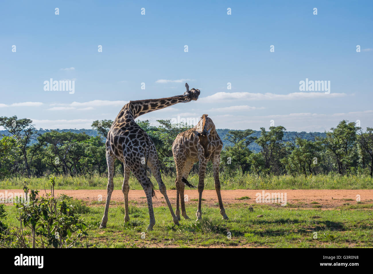 Giraffe teaching her offspring to fight in the Welgevonden Game Reserve ...