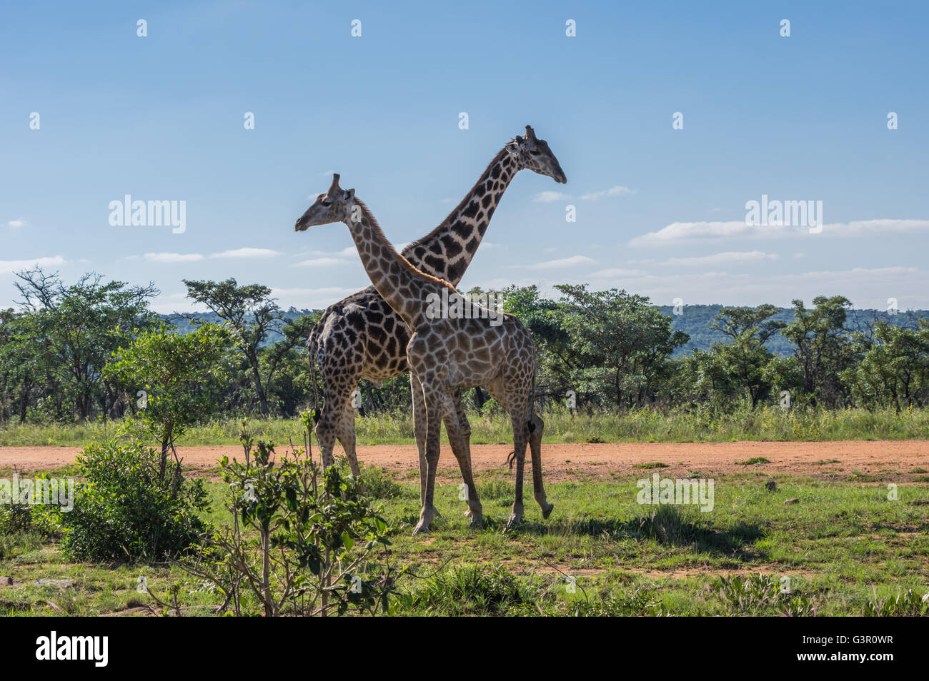 Giraffe teaching her offspring to fight in the Welgevonden Game Reserve ...