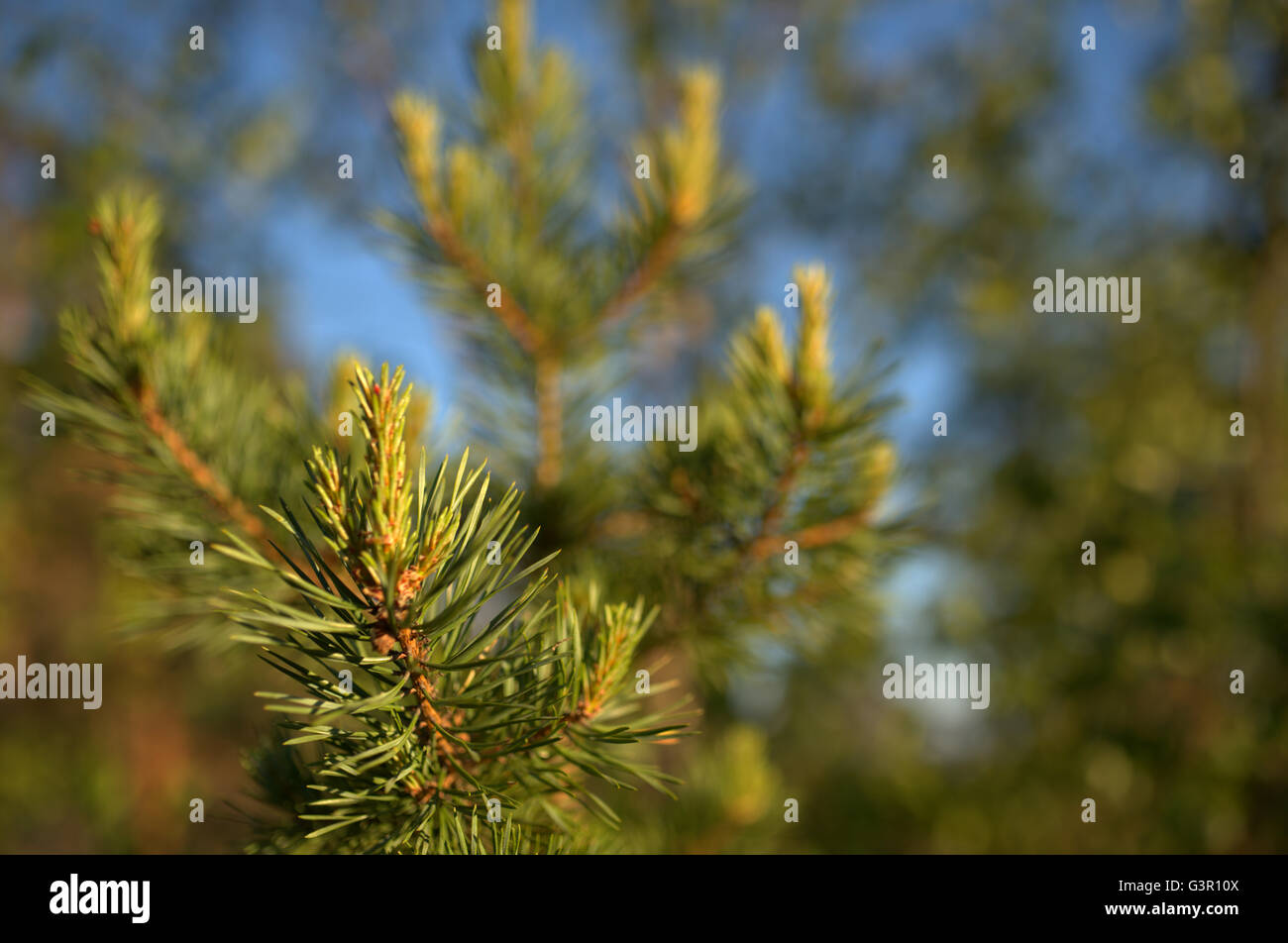 Pine tree in the Finnish forest Stock Photo - Alamy