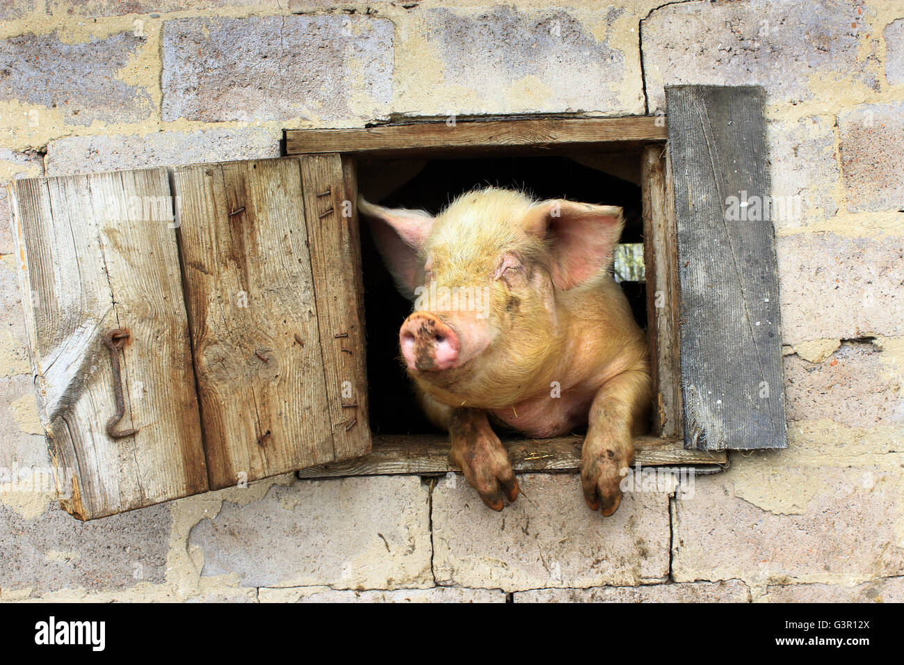 pig looks out from window of shed on the farm Stock Photo - Alamy