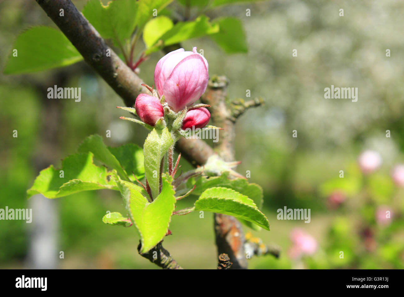 Bud tree branch hi-res stock photography and images - Alamy