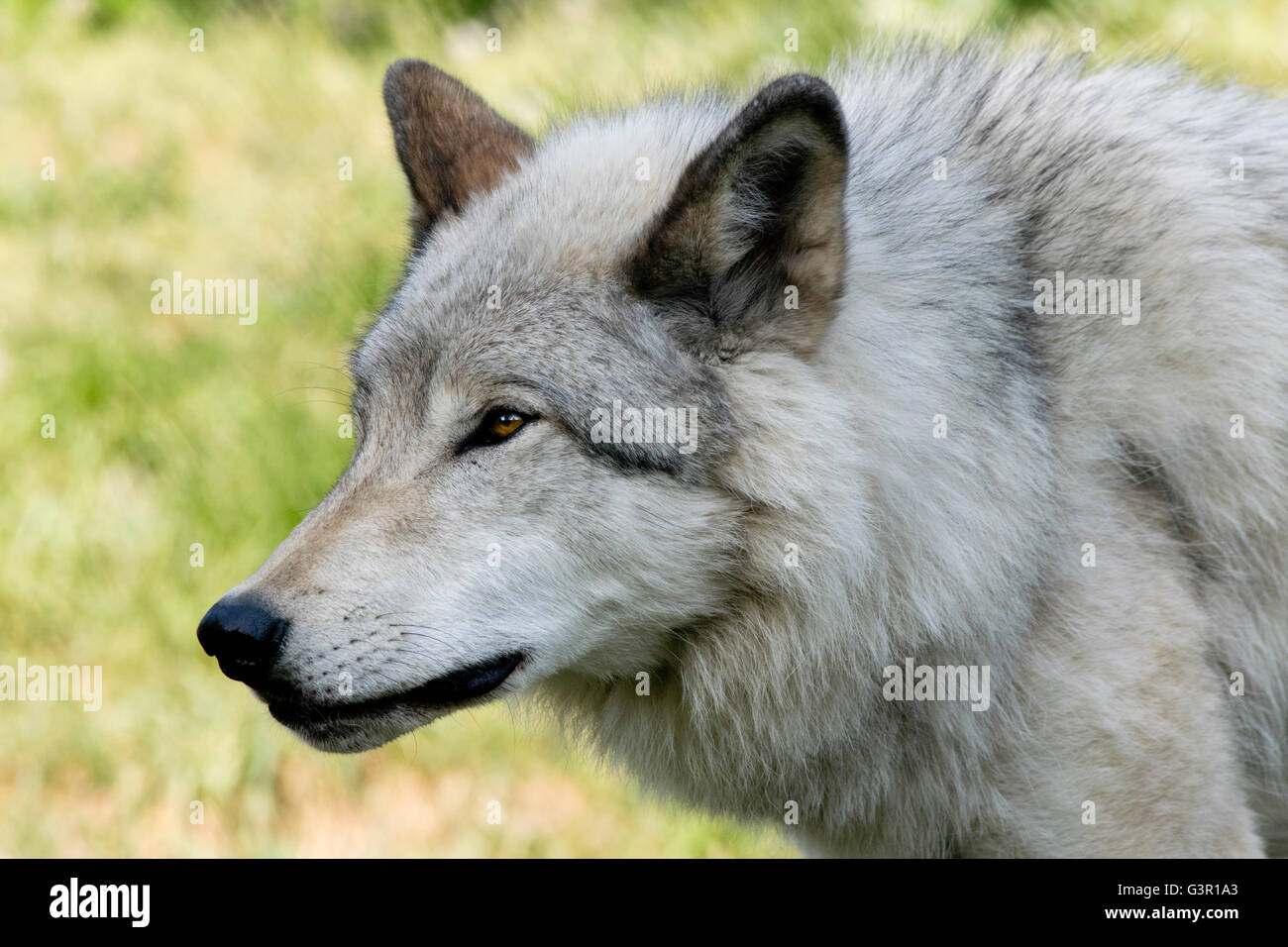 A Timber Wolf at the Ecomuseum, Quebec Stock Photo - Alamy