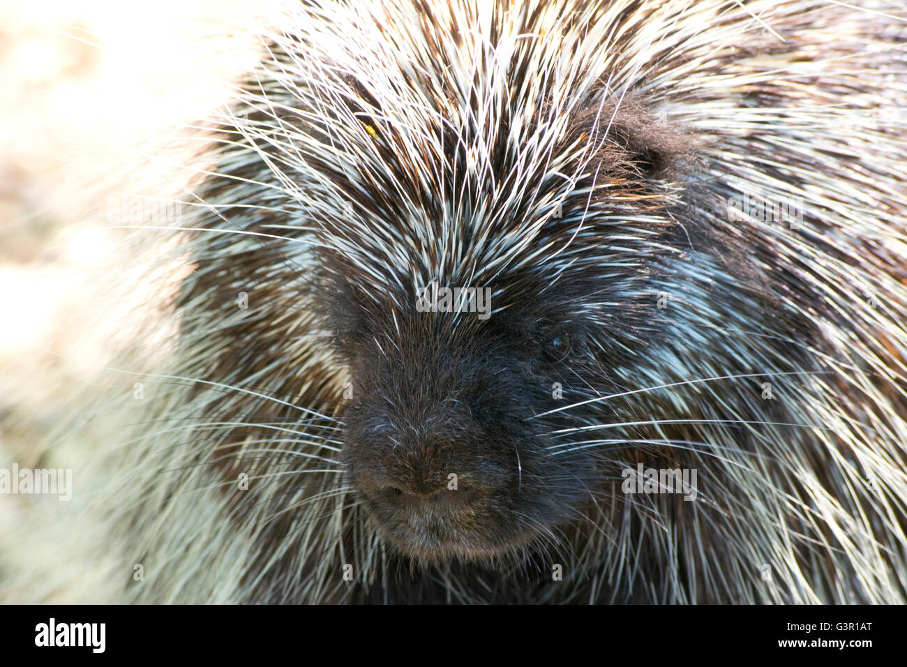 Close-up of a Common Porcupine Stock Photo - Alamy