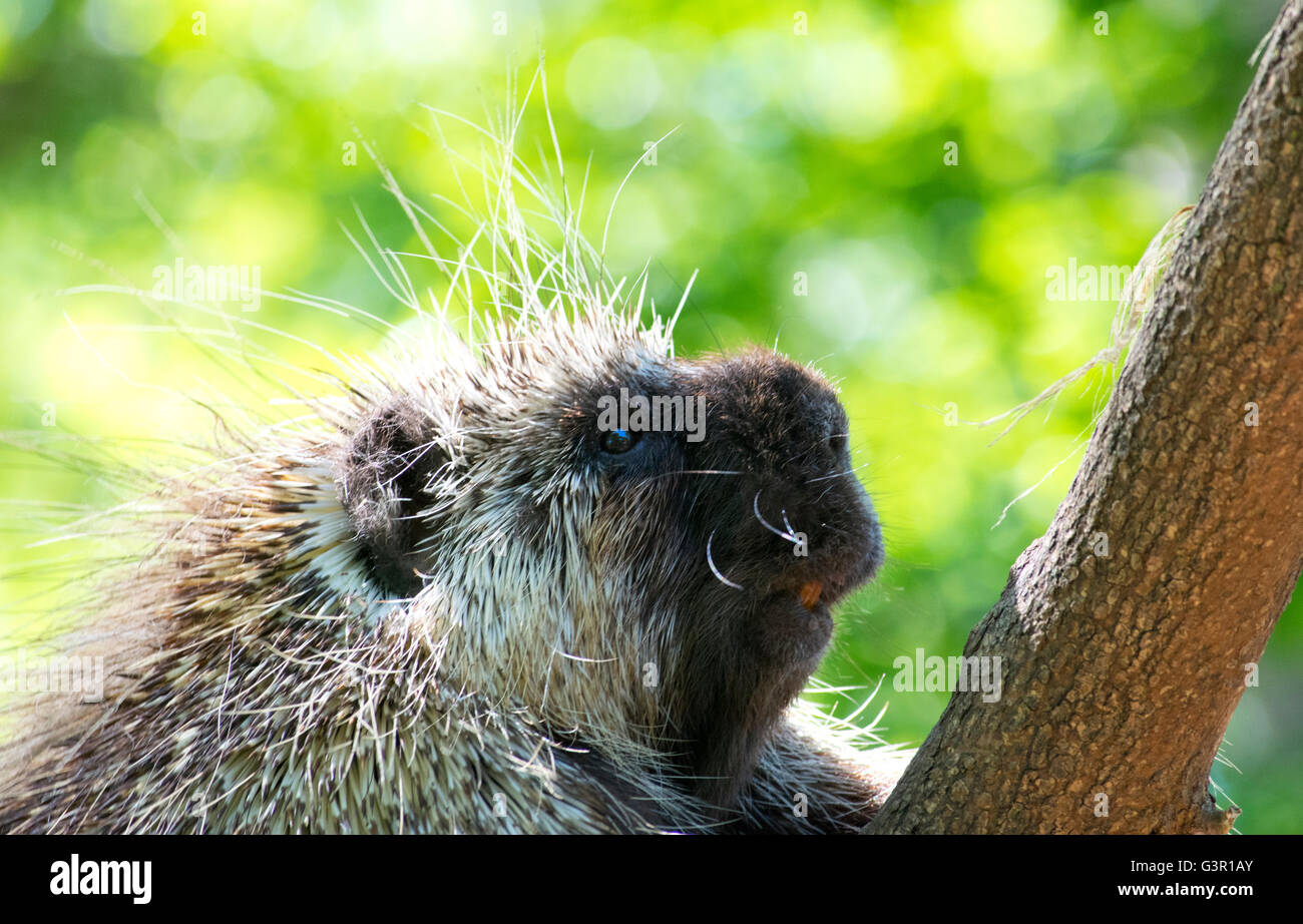 Close-up of a Common Porcupine Stock Photo - Alamy