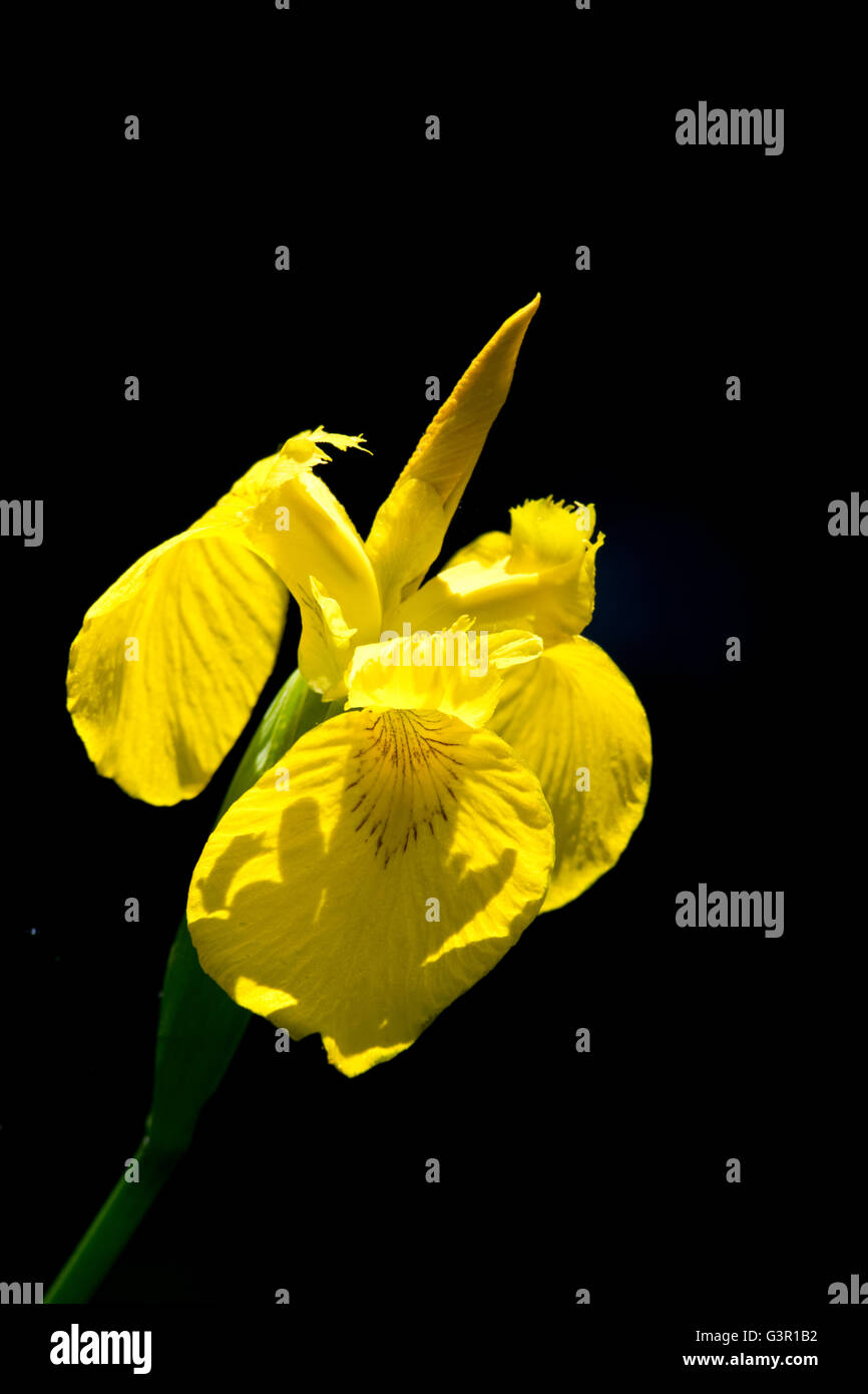 A yellow Flower Stock Photo - Alamy