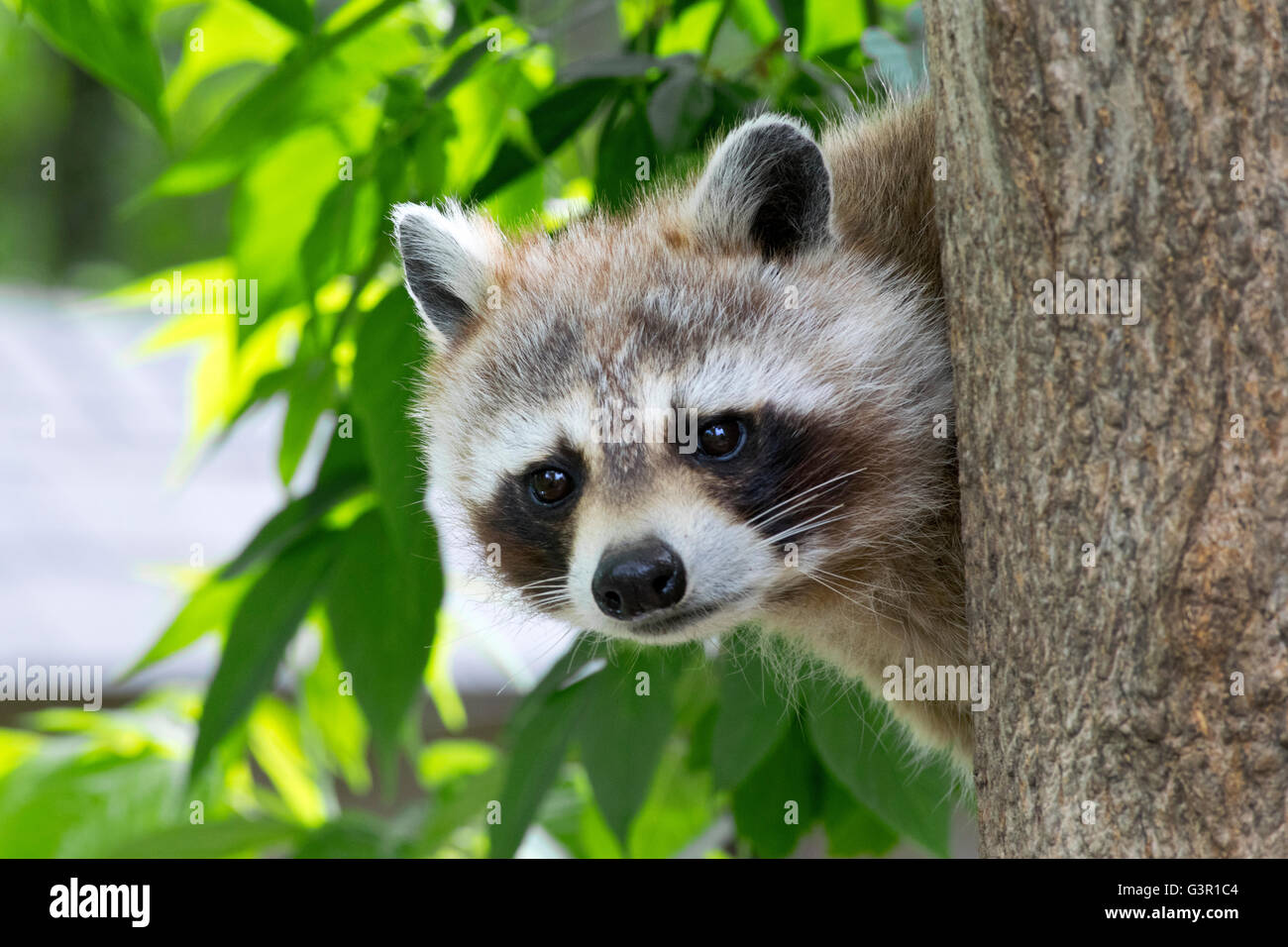 A Common Raccoon in a tree Stock Photo - Alamy