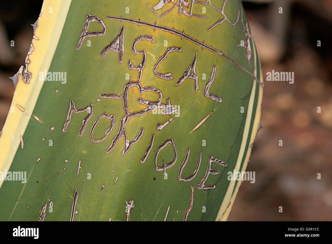 Graffiti on cactus hi-res stock photography and images - Alamy