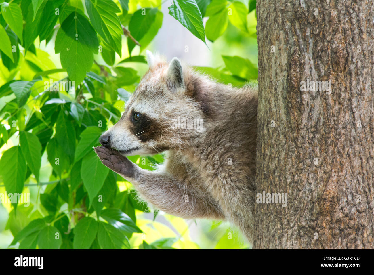 A Common Raccoon in a tree Stock Photo - Alamy