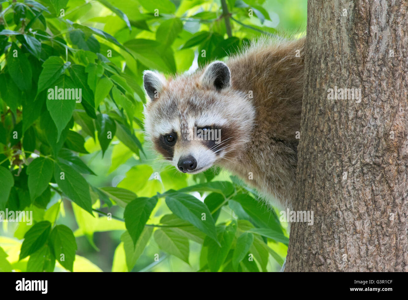 A Common Raccoon in a tree Stock Photo - Alamy