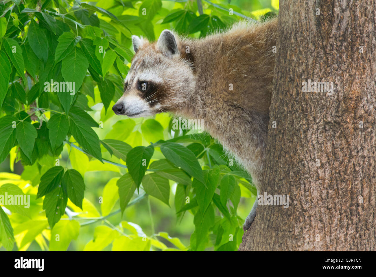 A Common Raccoon in a tree Stock Photo - Alamy