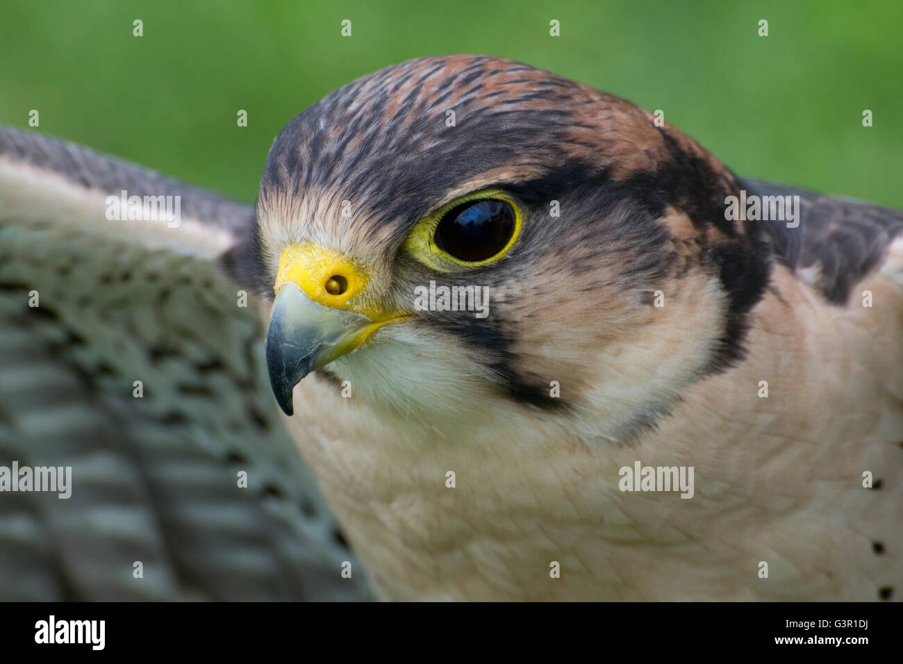 Close-up of a Lanner Falcon Stock Photo - Alamy