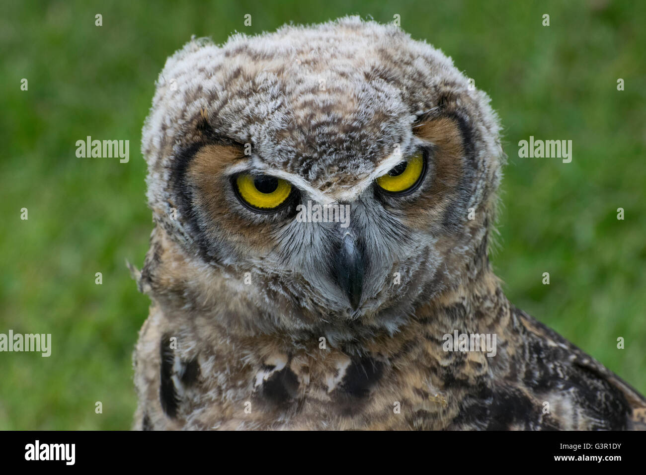 Young great horned owl hi-res stock photography and images - Alamy