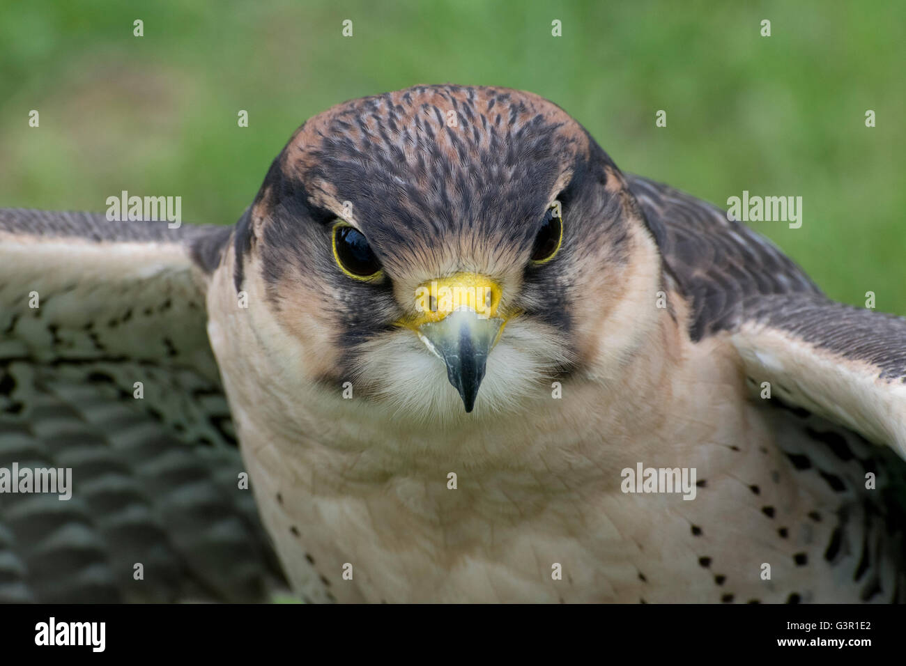 Close-up of a Lanner Falcon Stock Photo - Alamy