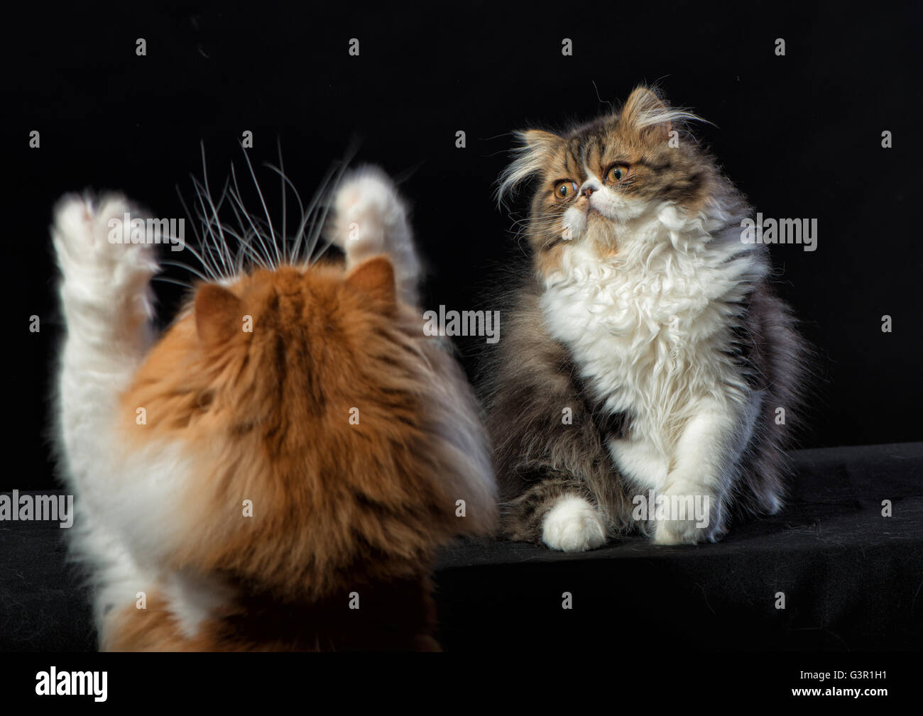 Red big persian cat and dark persian little kitten Stock Photo - Alamy