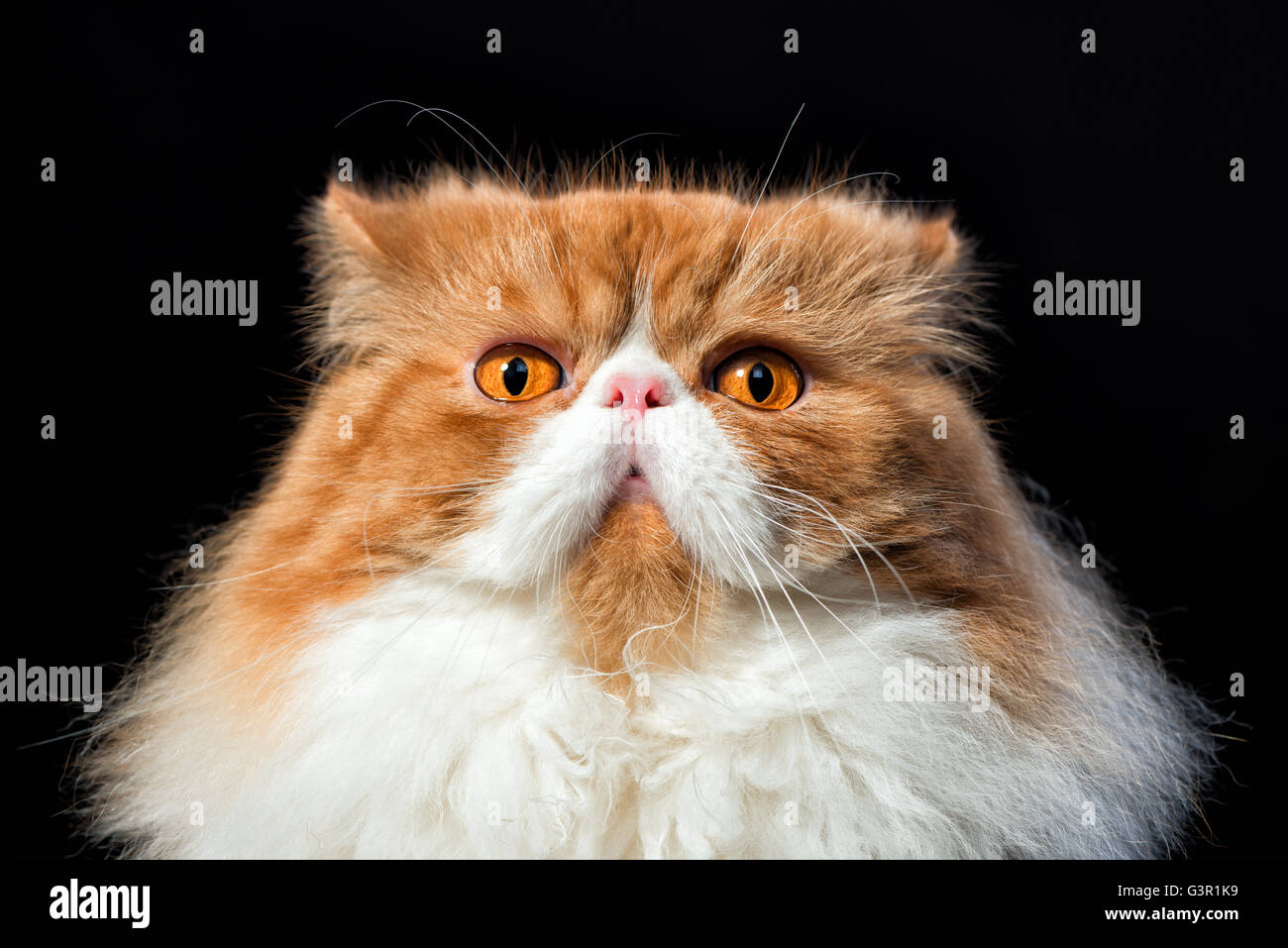 Muzzle of the red persian scared cat close up Stock Photo - Alamy