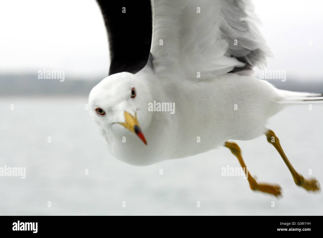 Seagull in Sendai, Japan Stock Photo - Alamy