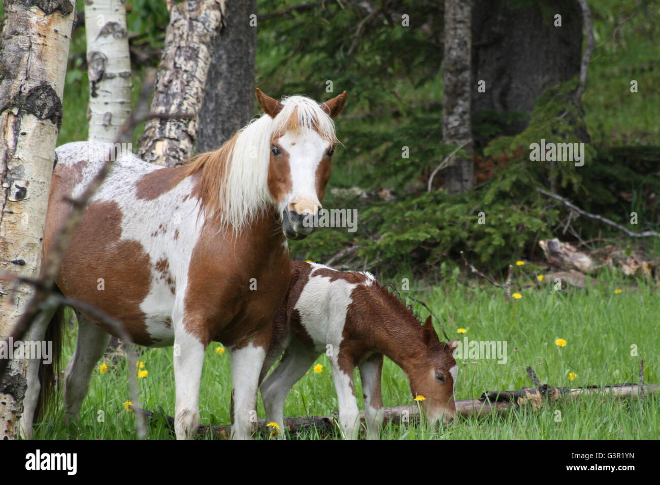 Pinto horse hi-res stock photography and images - Alamy