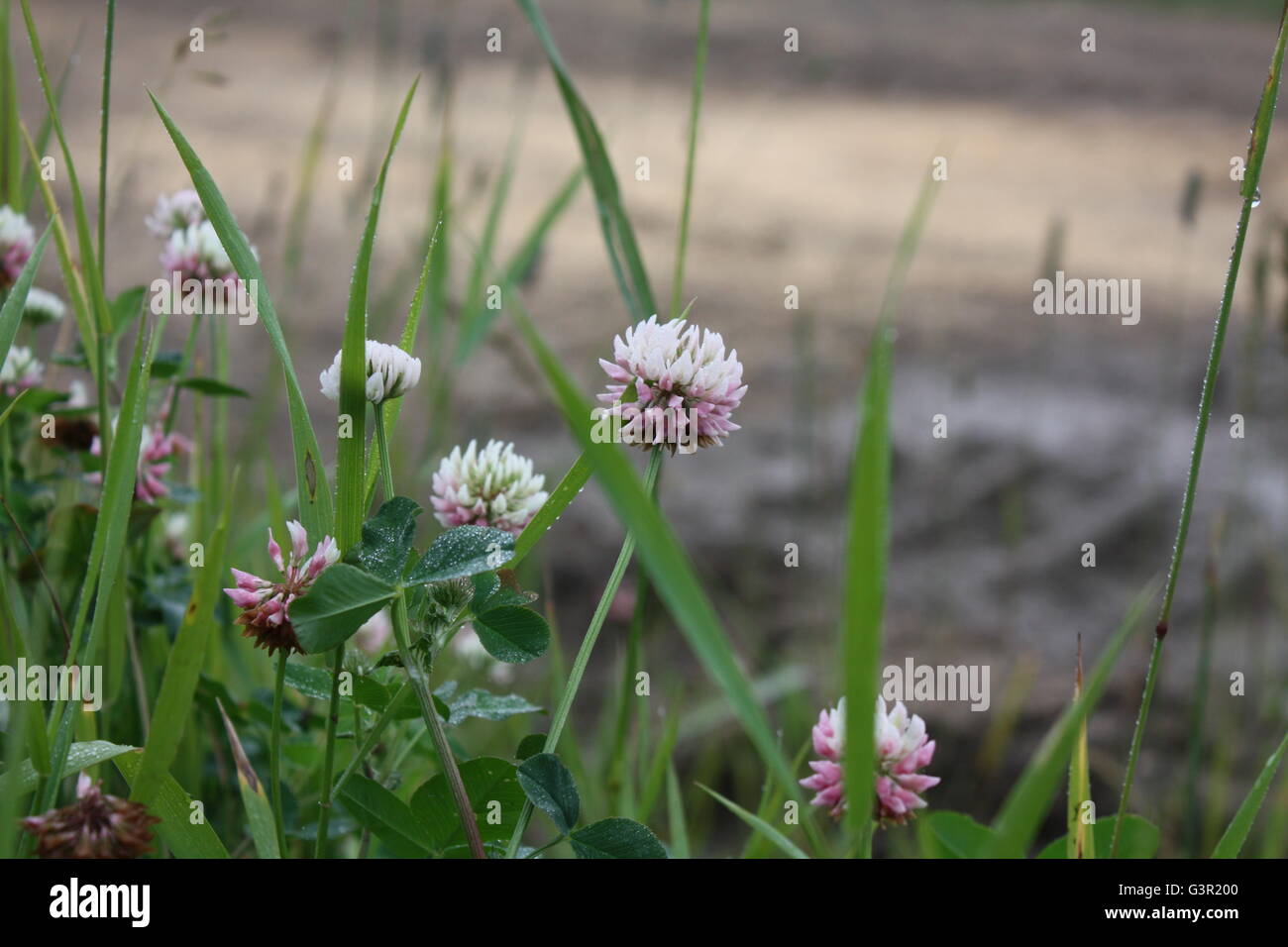 Clover road hi-res stock photography and images - Alamy