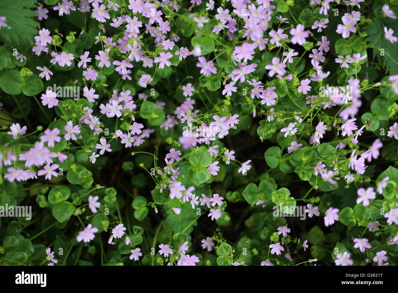 Siberian spring beauty hi-res stock photography and images - Alamy