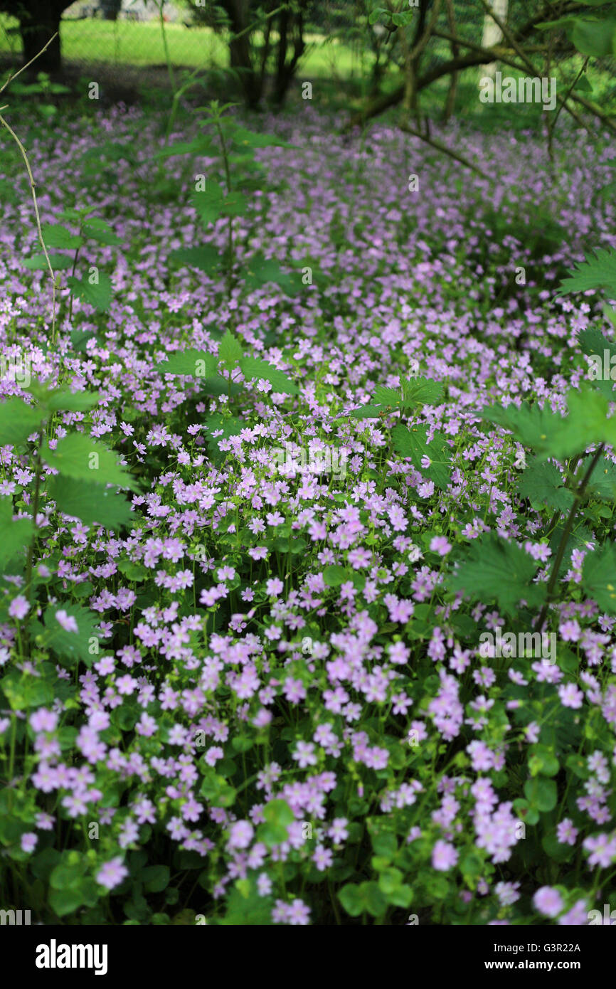 Siberian spring beauty in flower - Pink purlane - Montiaceae Stock ...