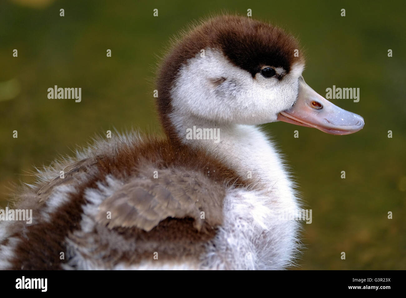 A young baby shelduck Stock Photo - Alamy