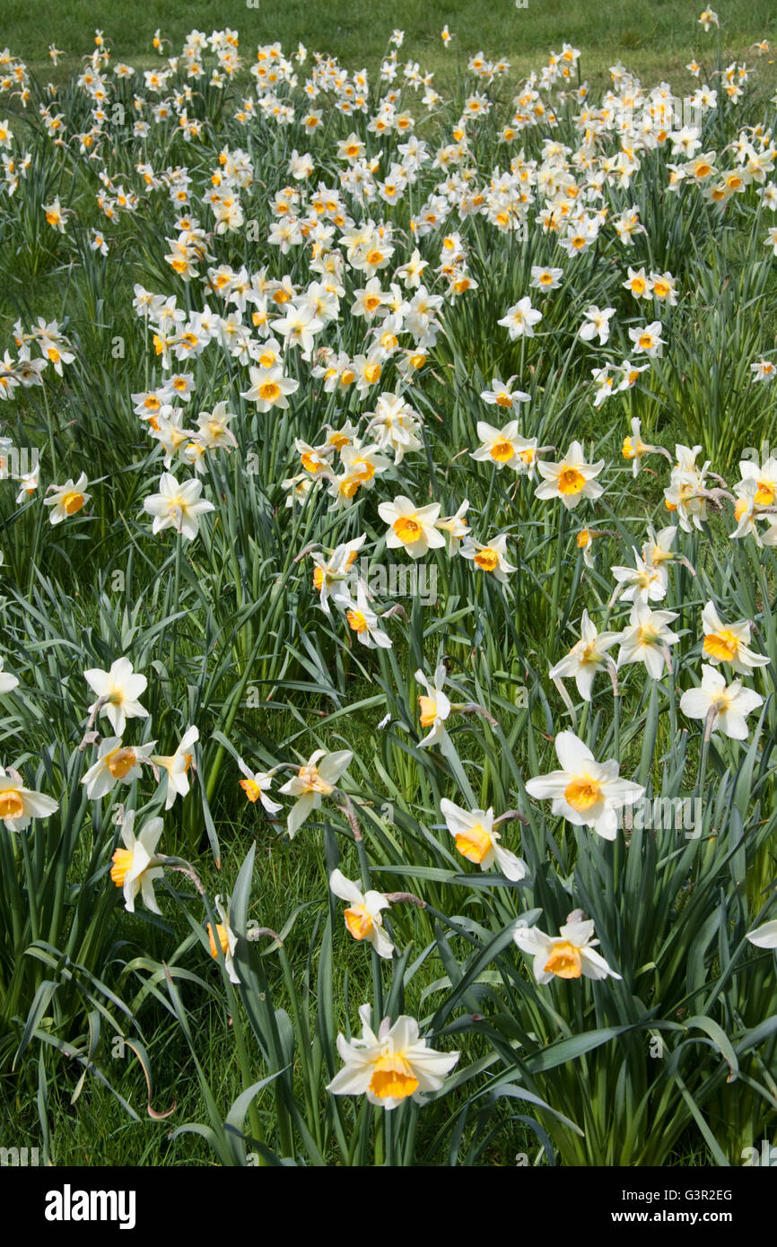 Daffodil Flower (Narcissus pseudonarcissus Stock Photo - Alamy