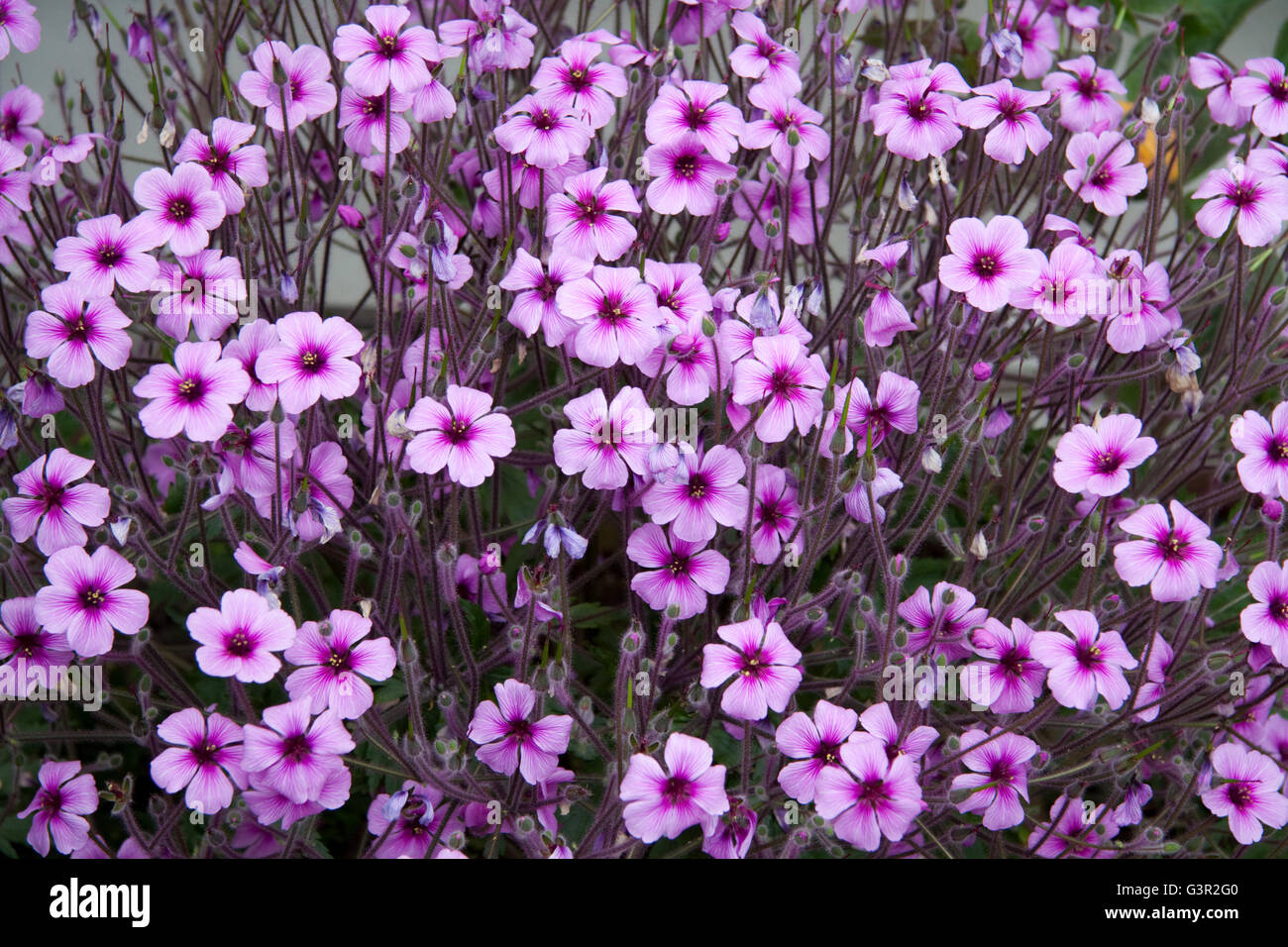 Five Petal Flower Stock Photos & Five Petal Flower Stock Images - Alamy