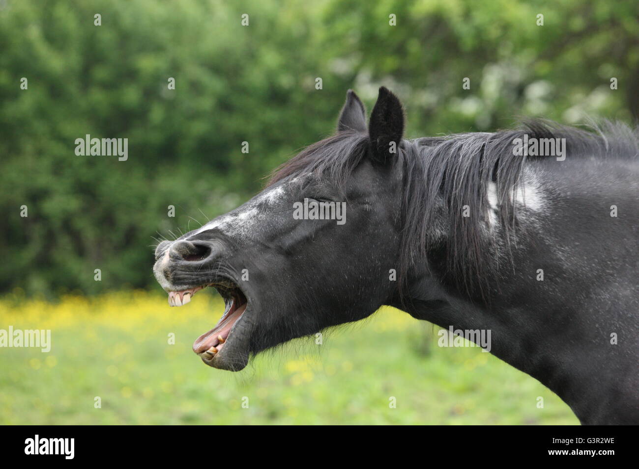 gelding ,piebald ,cob ,head and shoulders, tongue out, grass and hedge ...