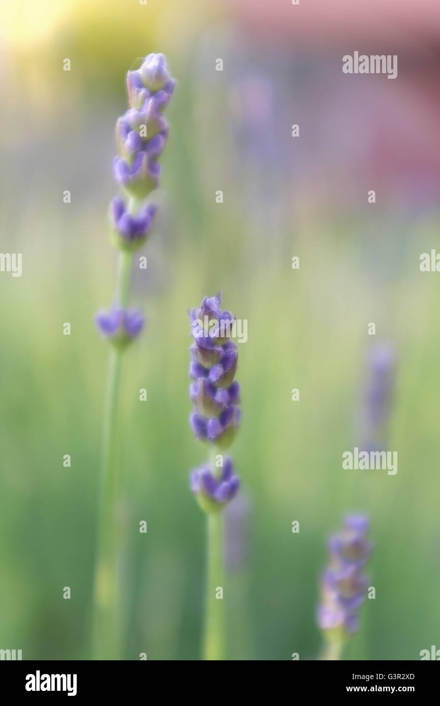 Lavender lights hi-res stock photography and images - Alamy