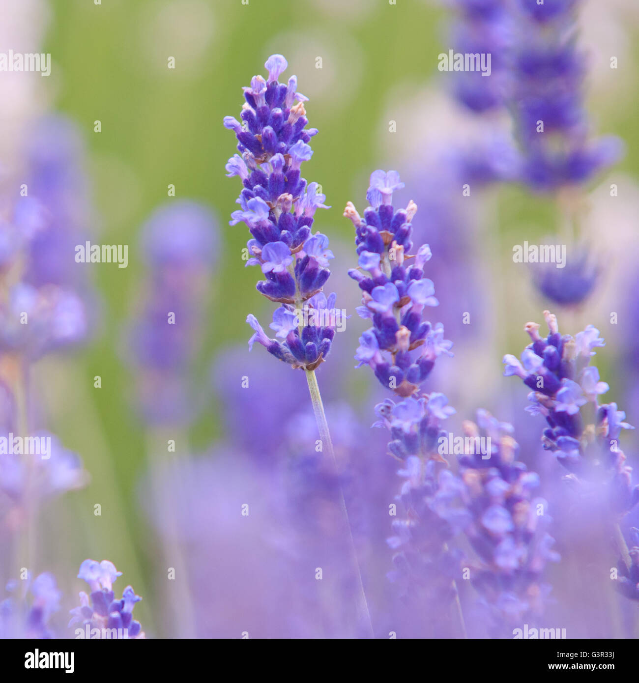 Lavender flower, violet Lavender flowers in nature with copy space ...