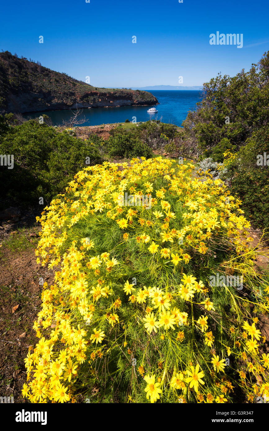 Giant Coreopsis at Pelican Bay, Santa Cruz Island, Channel Islands ...