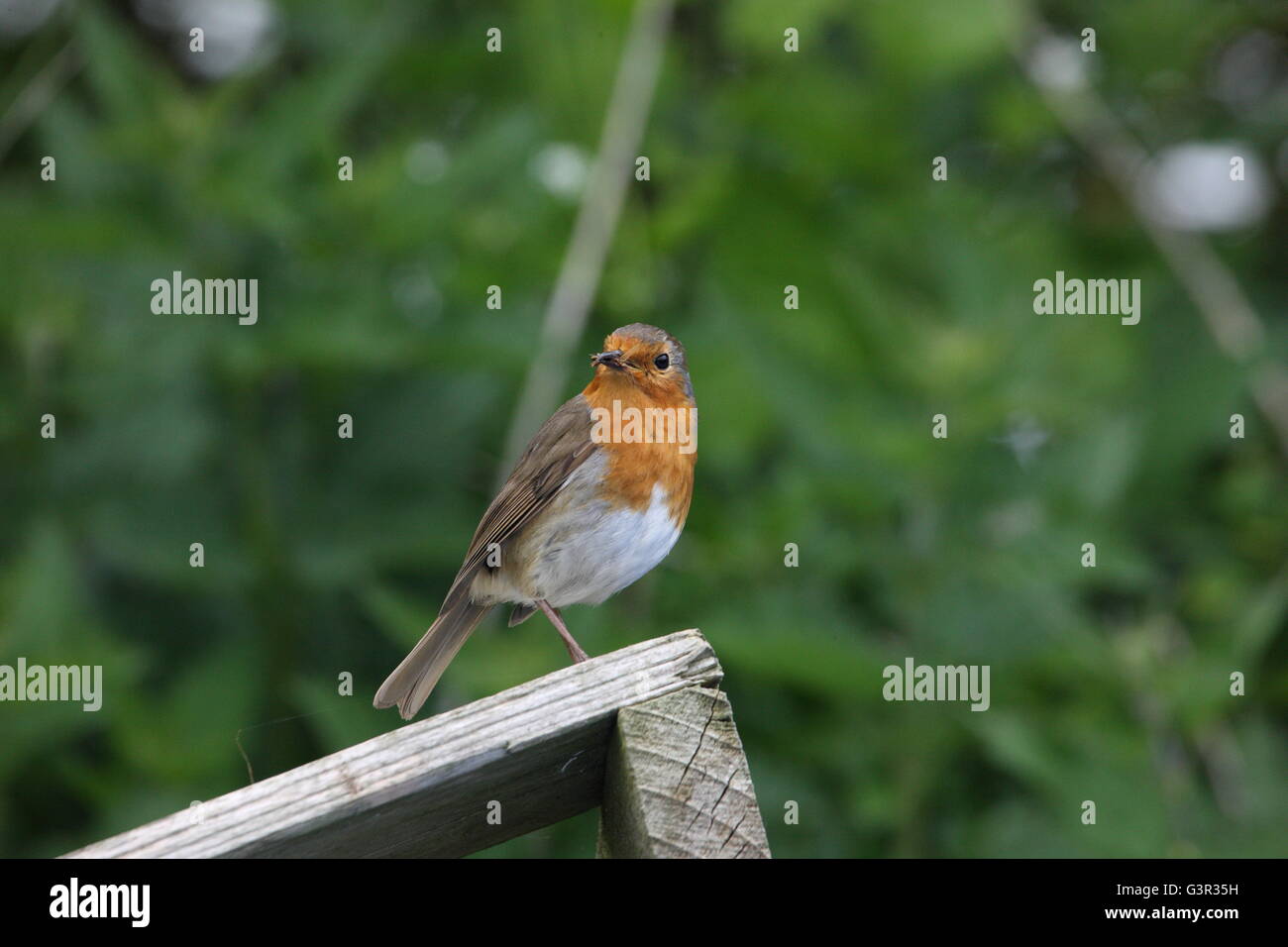 Robin Wood High Resolution Stock Photography and Images - Alamy