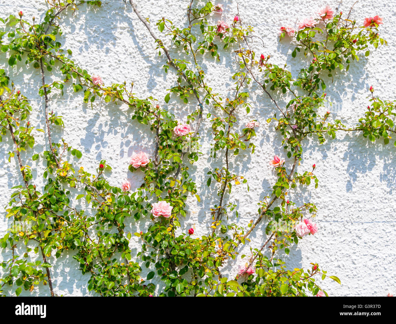 Rambling roses hi-res stock photography and images - Alamy